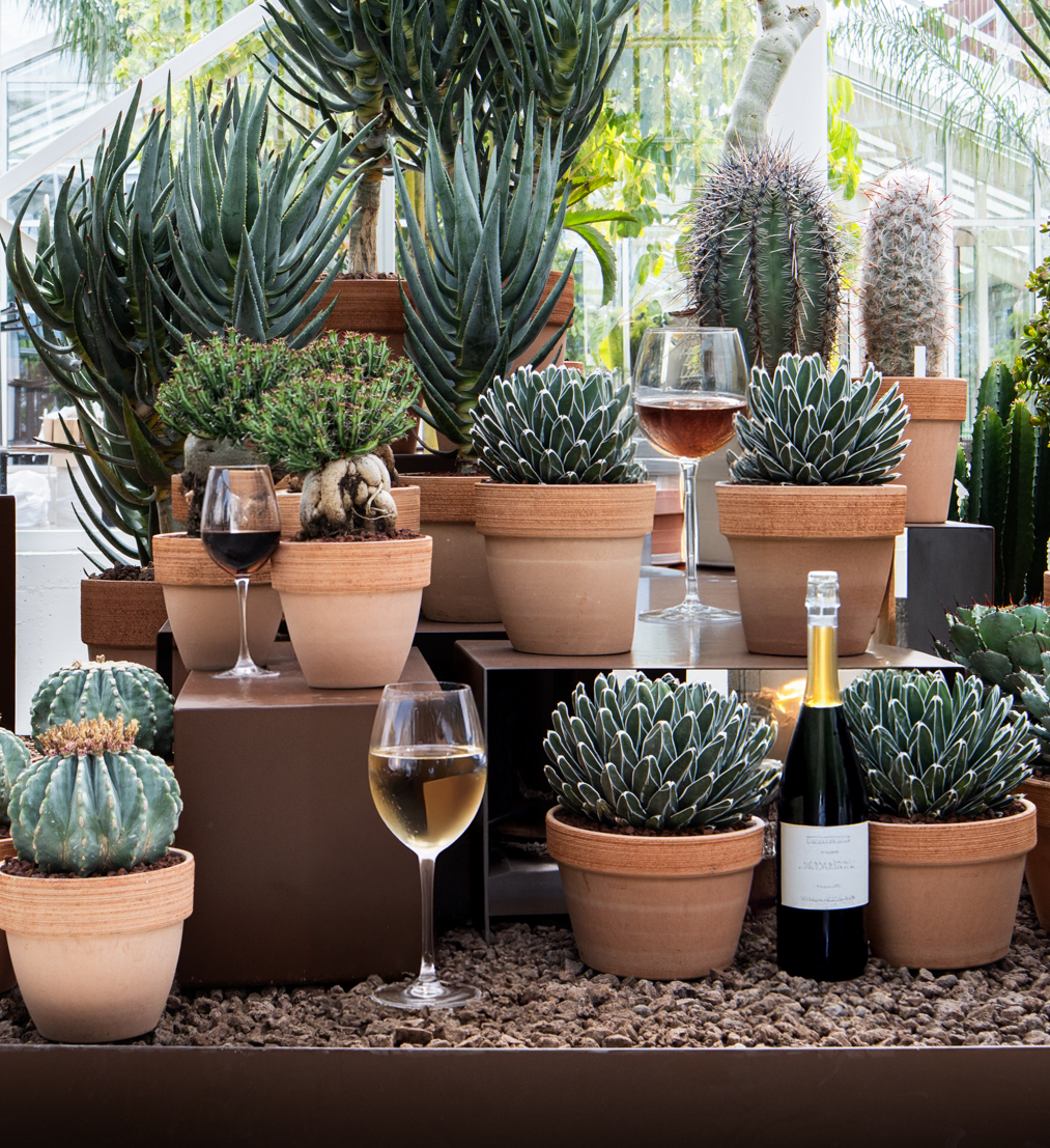 Cactus & Wine - Naturart Village